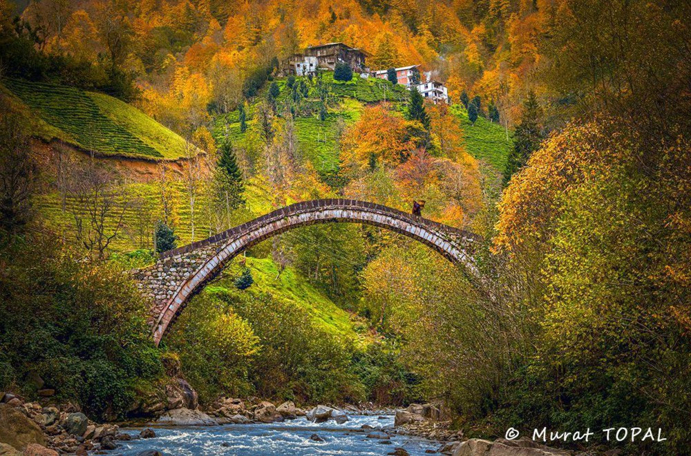 Rize Photo Gallery | Pulathane Travel